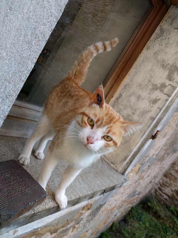 Chats du Cœur en Clunisois - TROUVE 2 chats roux et blanc